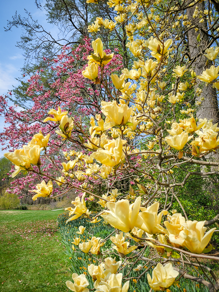 Where and When to Find Spring Flowers in Washington DC, Virginia, and ...